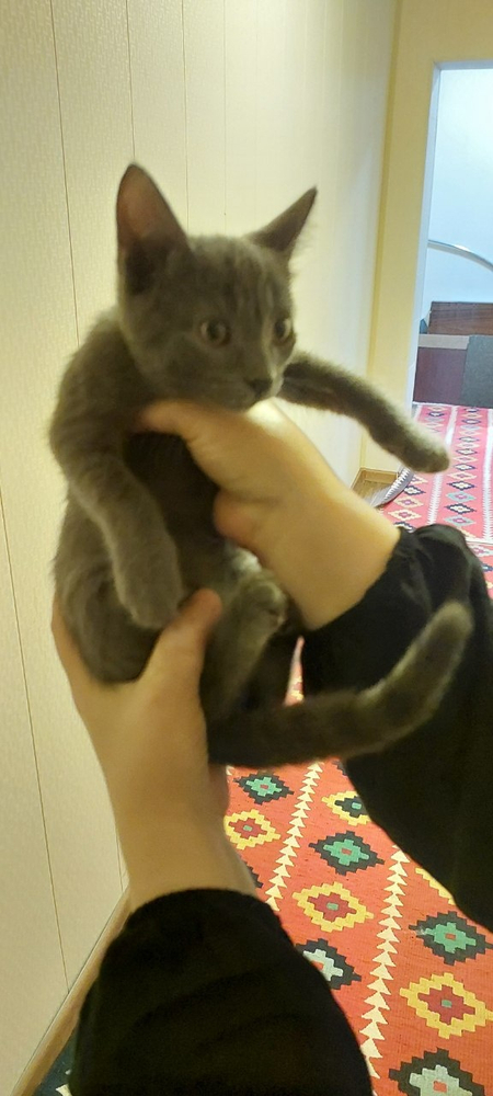 Отдам даром в хорошие руки котят