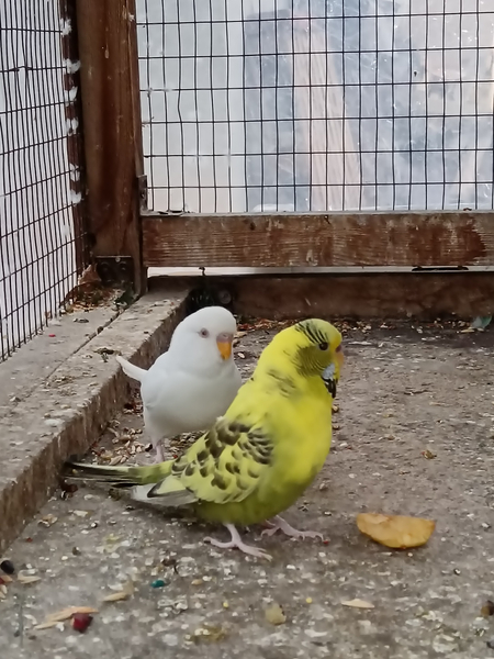 Papugaylar sotiladi 2 ta para