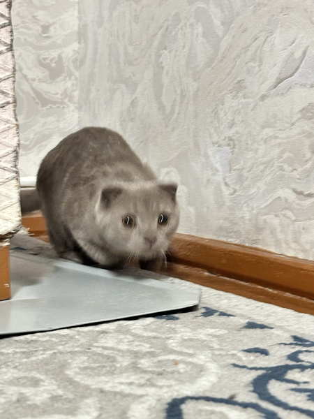 Кошки фолдь и страйт