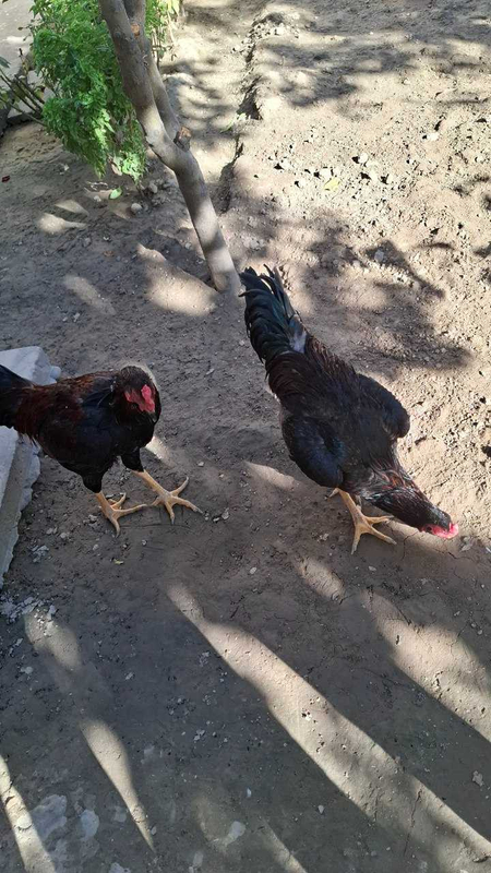 Gibrid Xoroz Sotiladi
