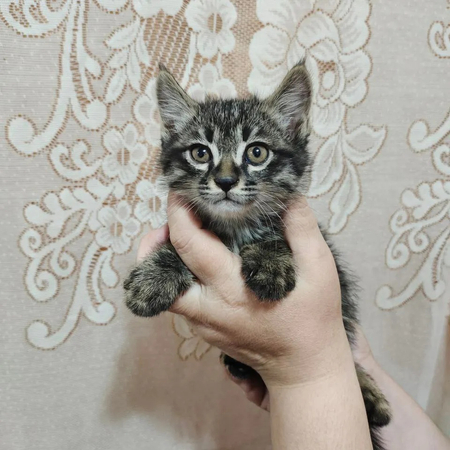 Котята породистые
