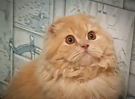 Scottish highland fold