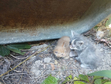 Котята в хорошие руки
