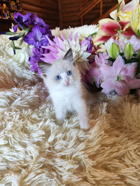 Продаётся котёнка Рэгдолл Ragdoll