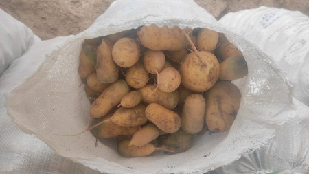 Sabzi molga yem uchun
