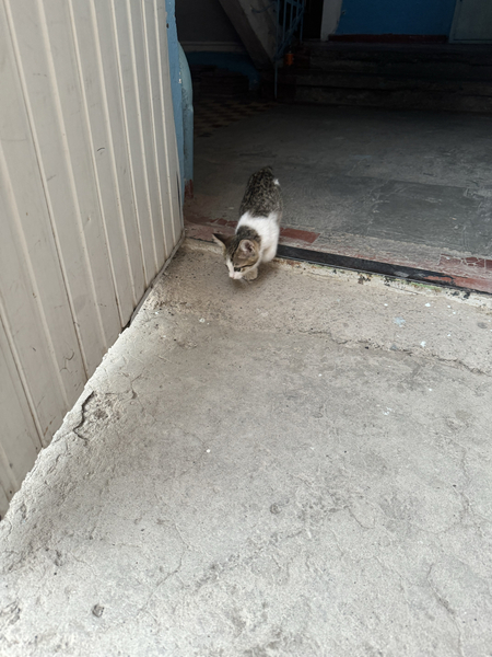 Котята в поисках семьи