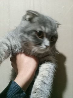 Продаётся кот скоттиш фолд