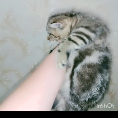 Продаются котята скоттиш страйты