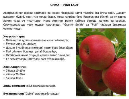 Salom dastafka bor Uzbekistan buycha