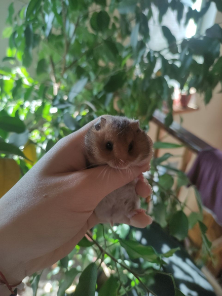 Сирийские хомяки.