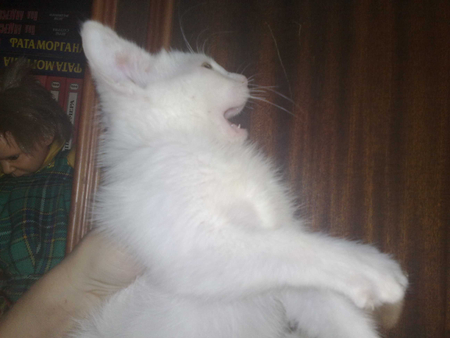 Котятки турецкой ангоры, 2 месяца