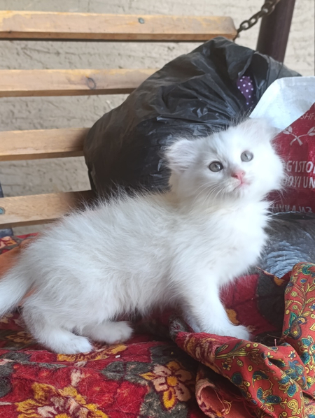 Котенок вислоухий не чистокровный