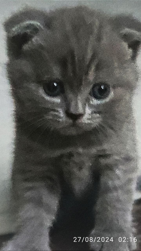 Koshka mushuk bolasi