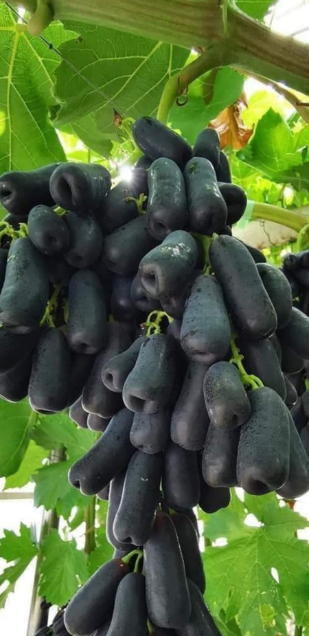 Ishonchli uzum ko\\\'chat va qalamchalari bor
