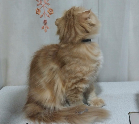 Скоттиш фолд  цена 100 $