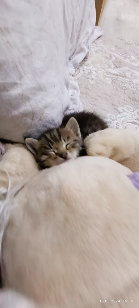 Котёнок полупородистый в добрые руки