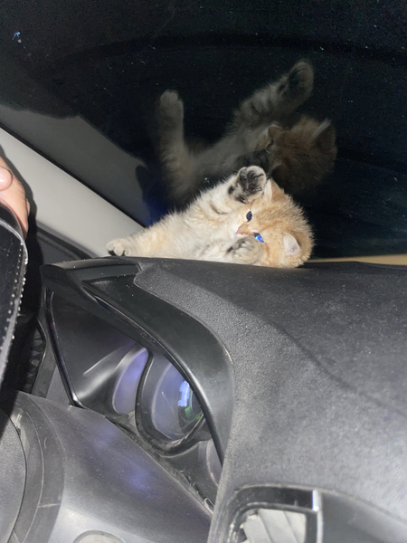 Koshki 1 oylik 8 Mart uchun sovğani bombasi