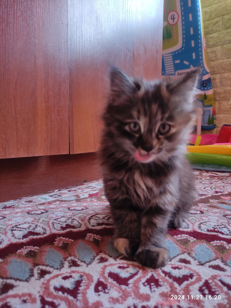 Пристраиваются котята в Добрый любяший дом