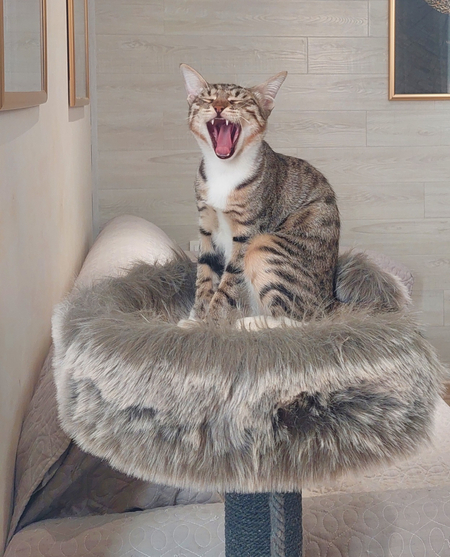 Котёнок мальчик. Привит,  имеет паспорт