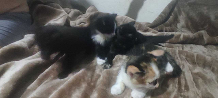 Котята домашние.