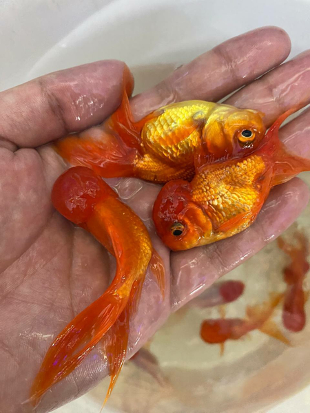 Akvarium Baliqlari Do'koni Chilonzor Uchtepa