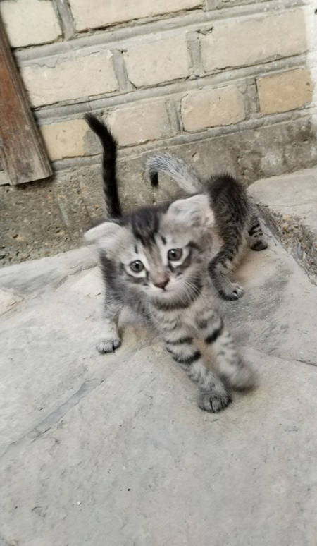 Продаётся кошка, вислоухая.