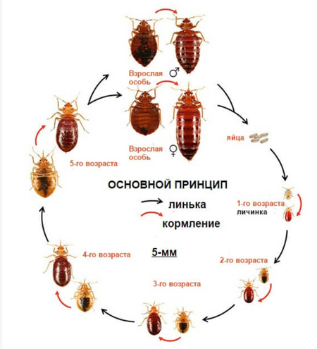 Дезинфексия Навоий 24/7 100%гарантия