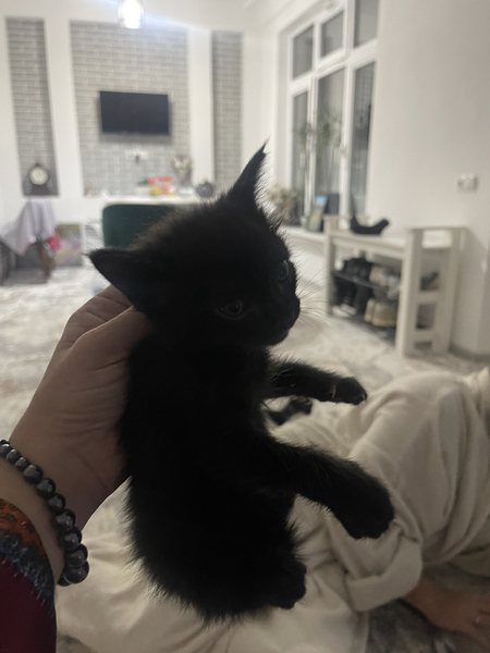Котята в хрршие руп