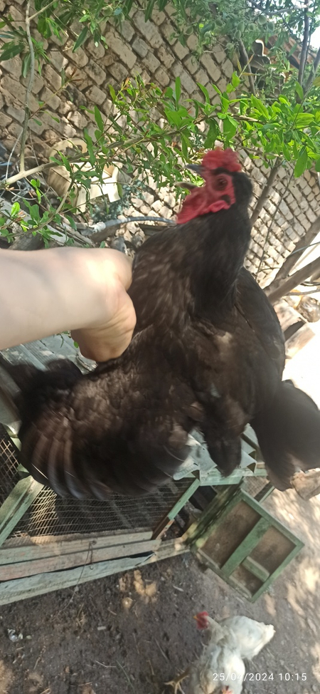 Yaponcha sotiladi