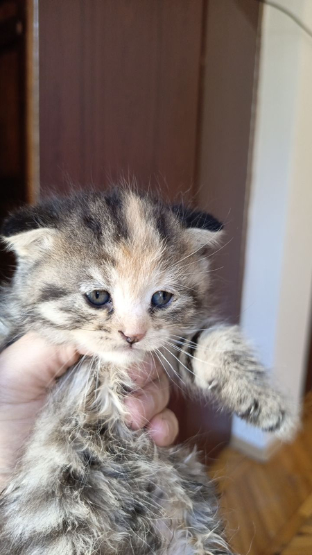 Котята скотиш фолд продаются.