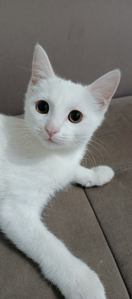 Срочно продается кошка