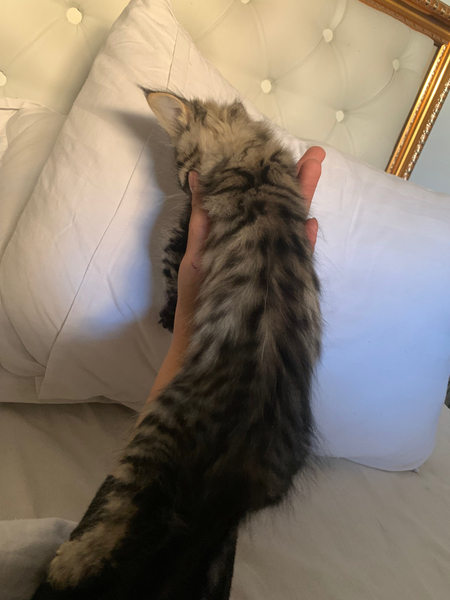 Мейн кун мальчик и девочка