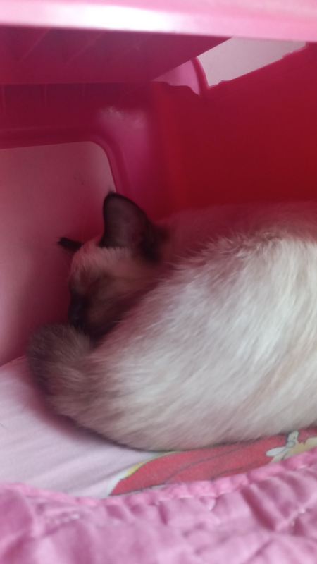 Сиямский котёнок девочка