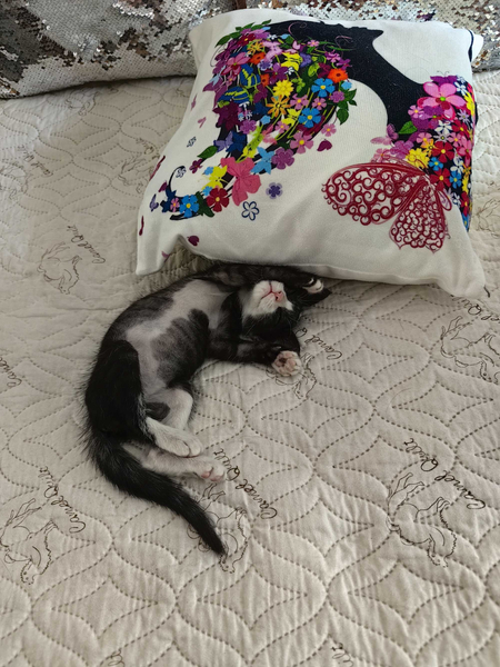 Отдам котёнка в добрые руки!