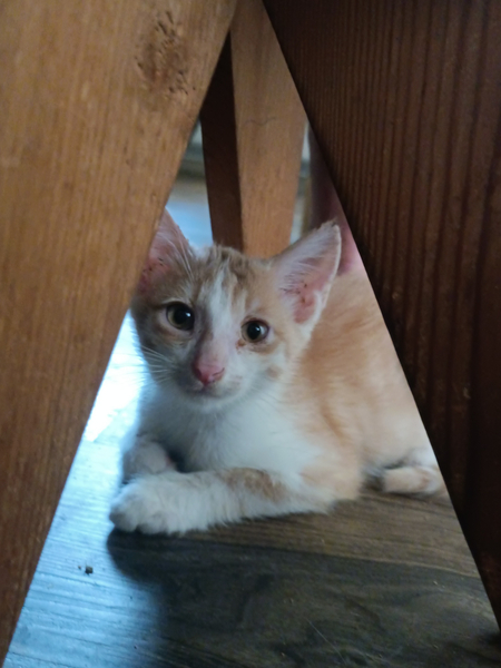 Котята в хорошие руки