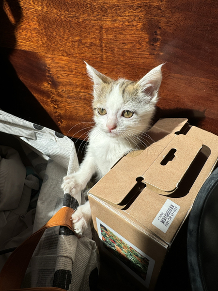 В добрые руки котенок