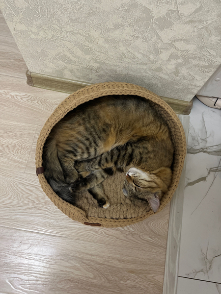 Отдам Кошек обе девочки,