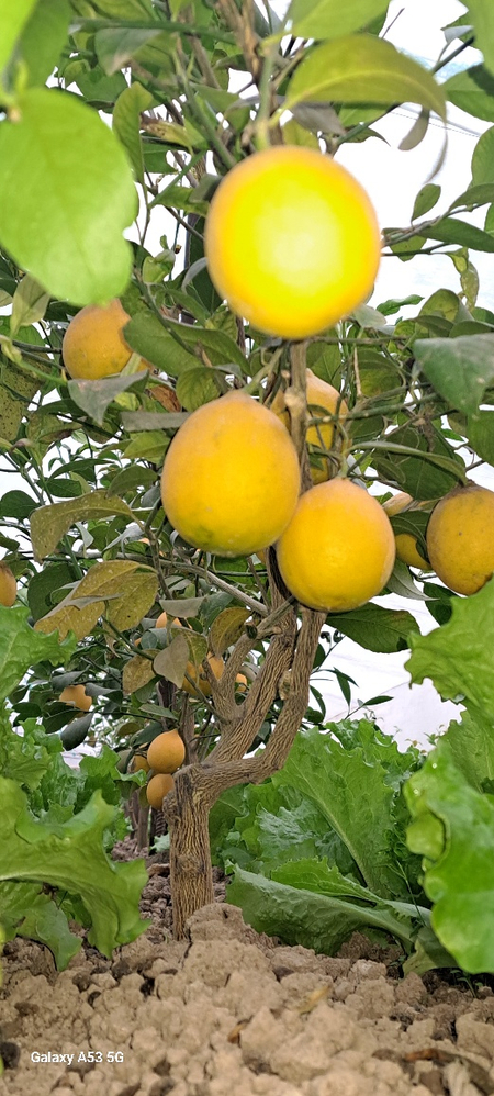 limon kochati miyer sorti