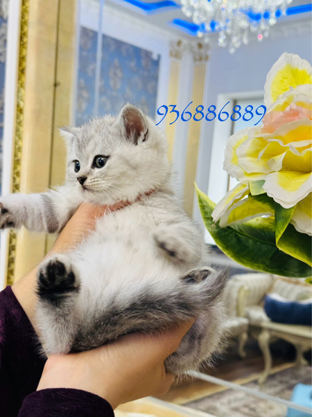 Блуе поинт Шиншиллы Чистокровные