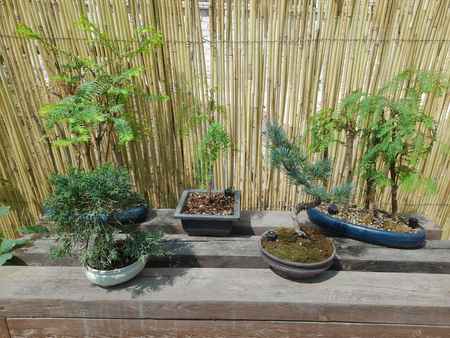 Bonsai Бонсай в Ташкенте от 100 000 сум!