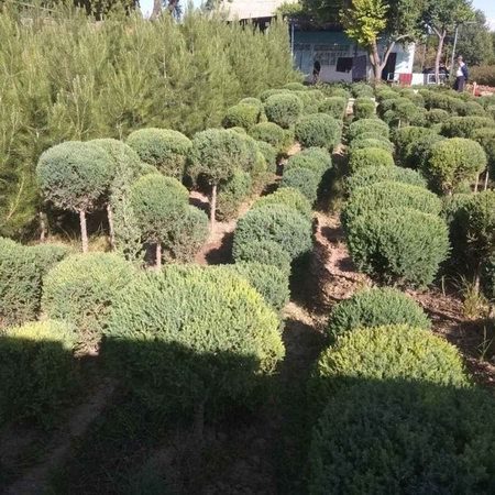 Gazon ekamiz archa kesamiz