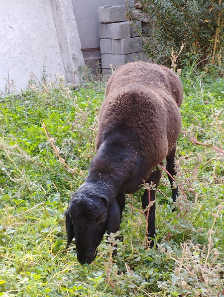 Куй кузи кучкор сотилади