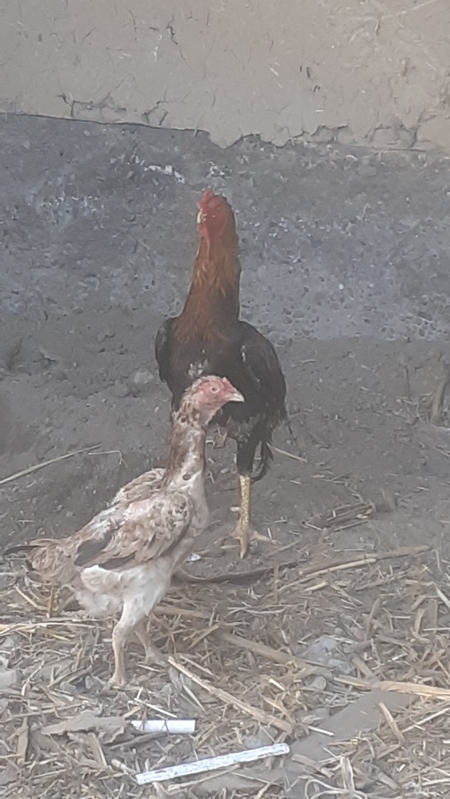 Horoz sotiladi zoti Shamo