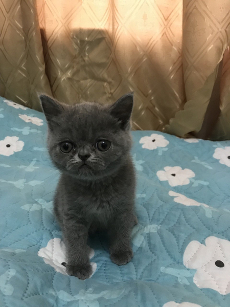 Котёнок от правельной вязки