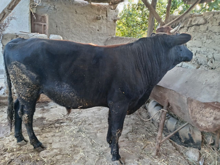 2 yashar Buqa sotiladi