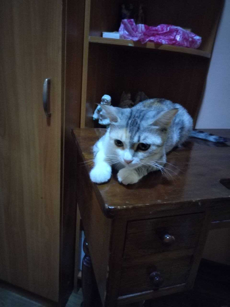 Очень умная, ласковая, и очень спокойная кошечка в САМЫЕ ДОБРЫЕ РУКИ!