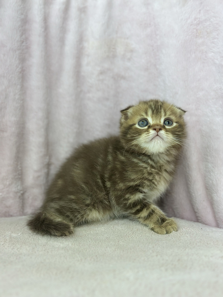 Котята скоттиш фолд