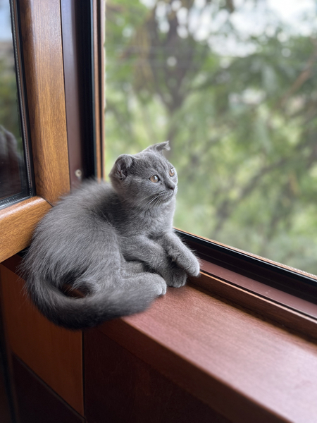 Котята скоттиш-фолд
