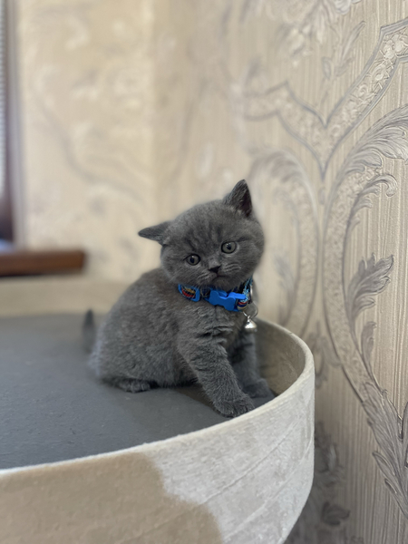 Скотиш страет. Скотиш Фолд