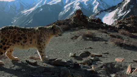 UHD 4k - BBC. Планета Земля 2 / BBC. Planet Earth II